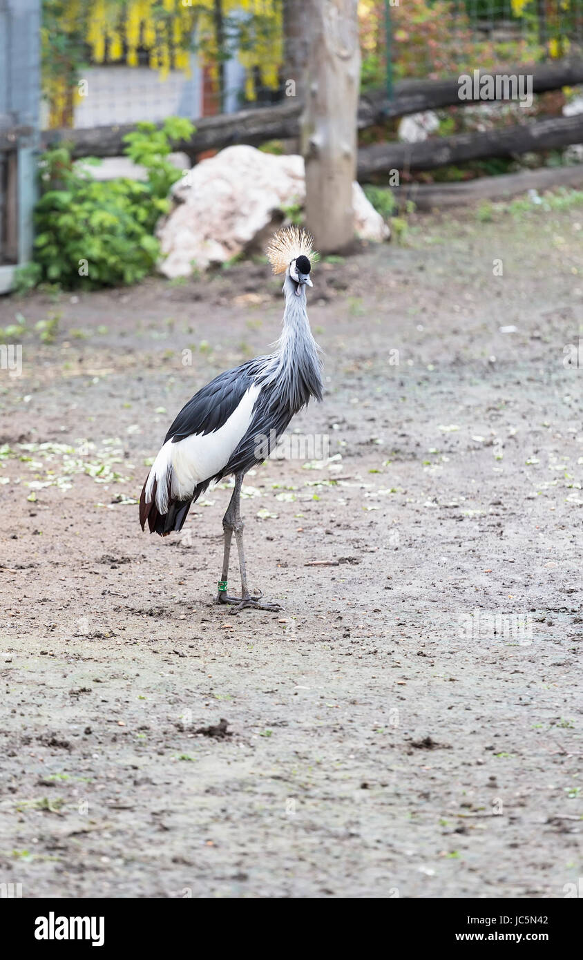 Balearica pavonina standing at full height Stock Photo - Alamy