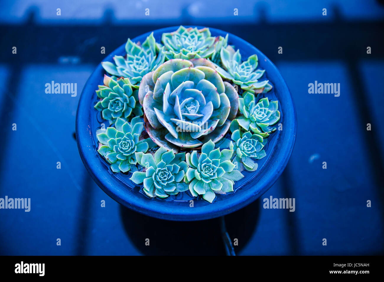 A circle of succulents in a round blue planter Stock Photo - Alamy