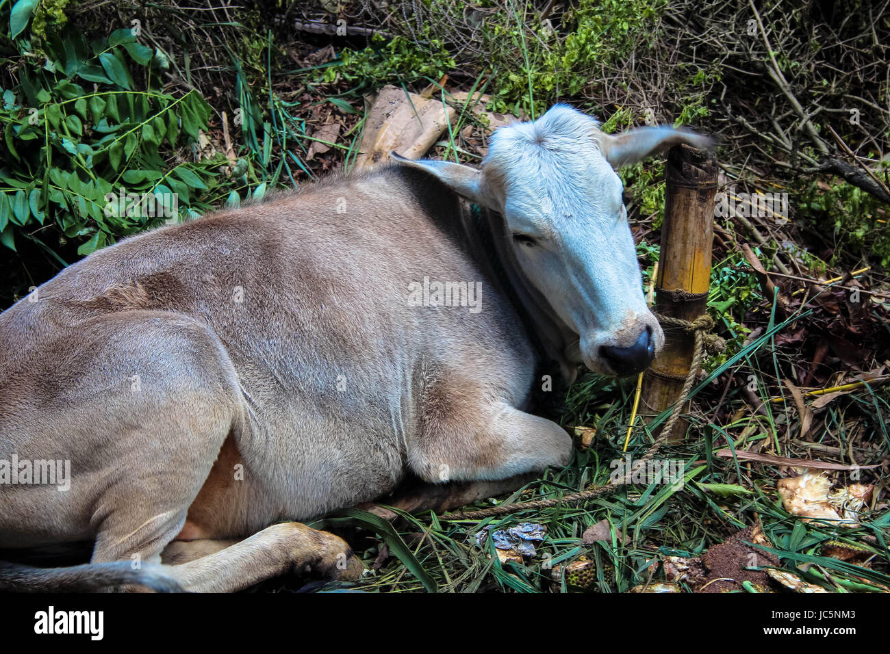 Cow sitting down hi-res stock photography and images - Alamy