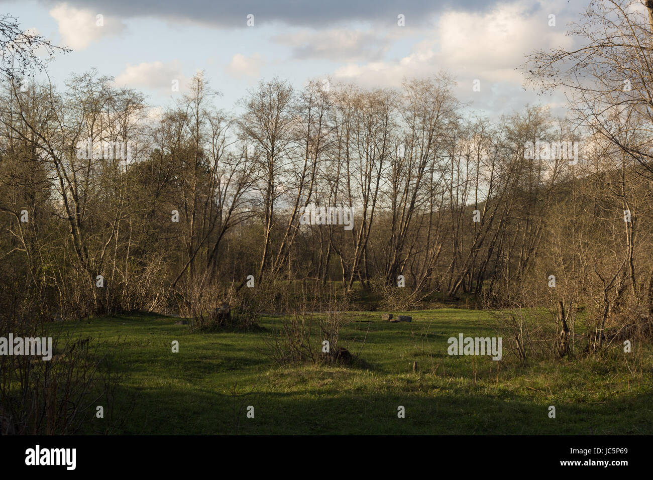 Forest without leaves in sunny hi-res stock photography and images - Alamy