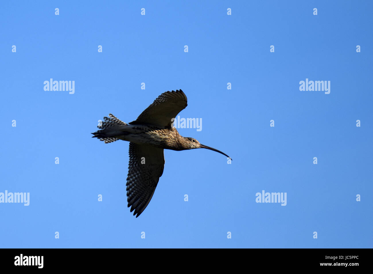 Eurasian curlew wings hi-res stock photography and images - Alamy