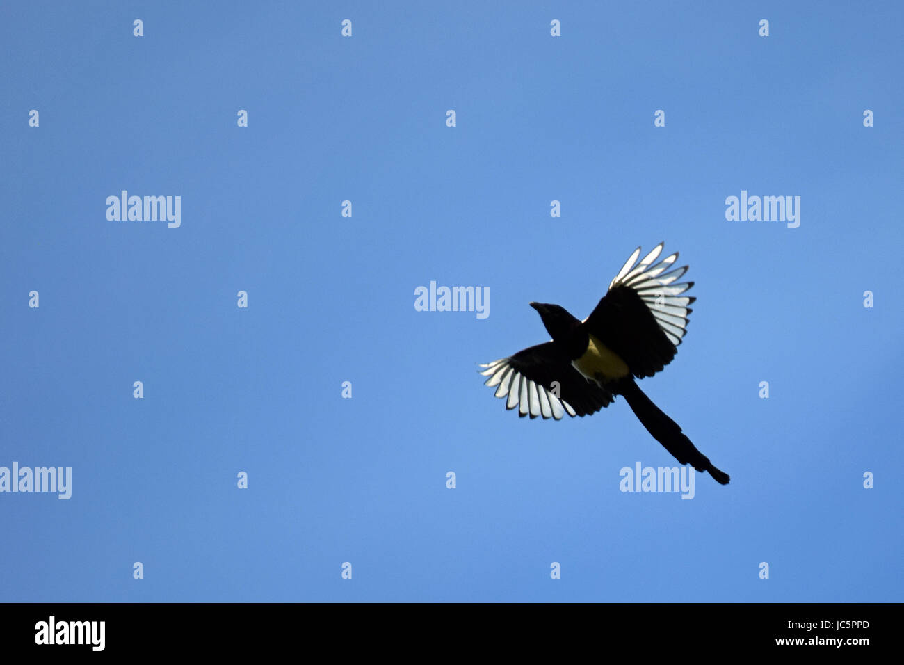 Magpie flying hi-res stock photography and images - Alamy