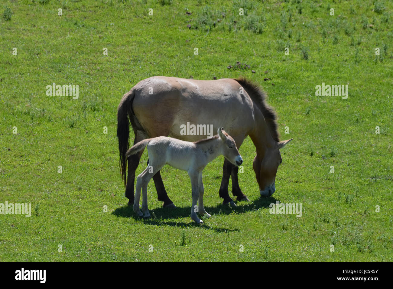 Wild Asian Horse Stock Photo - Alamy