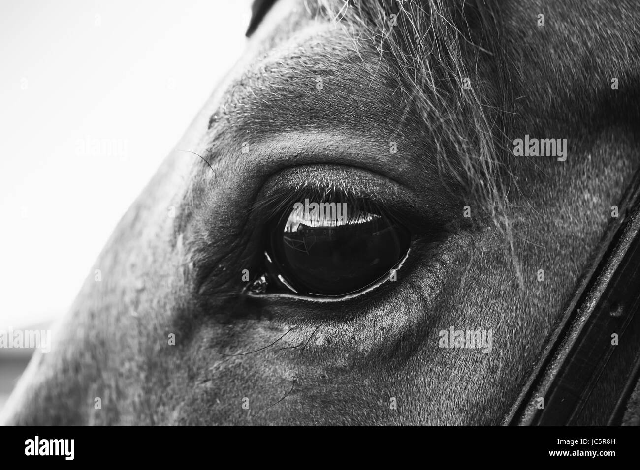 Black And White Horse Eye