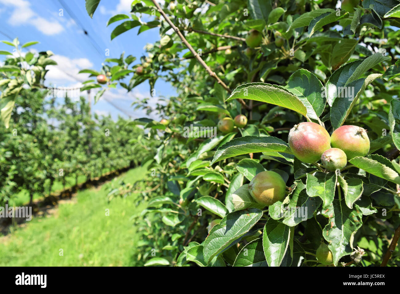 Young apples in a small orchard in springtime Stock Photo - Alamy