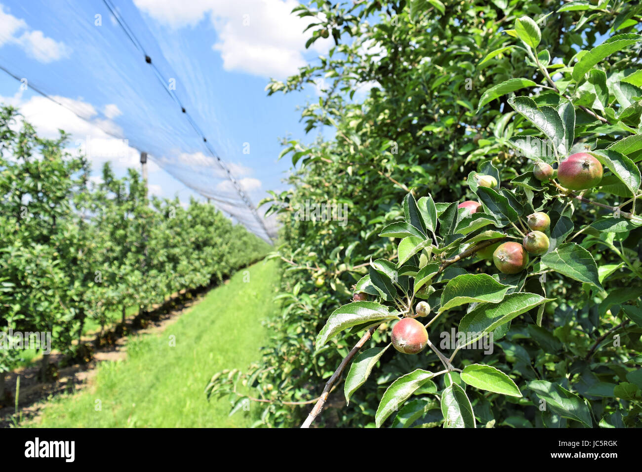 Young apples in a small orchard in springtime Stock Photo - Alamy