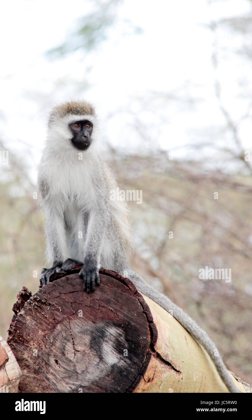 Vervet monkey on a log Stock Photo - Alamy