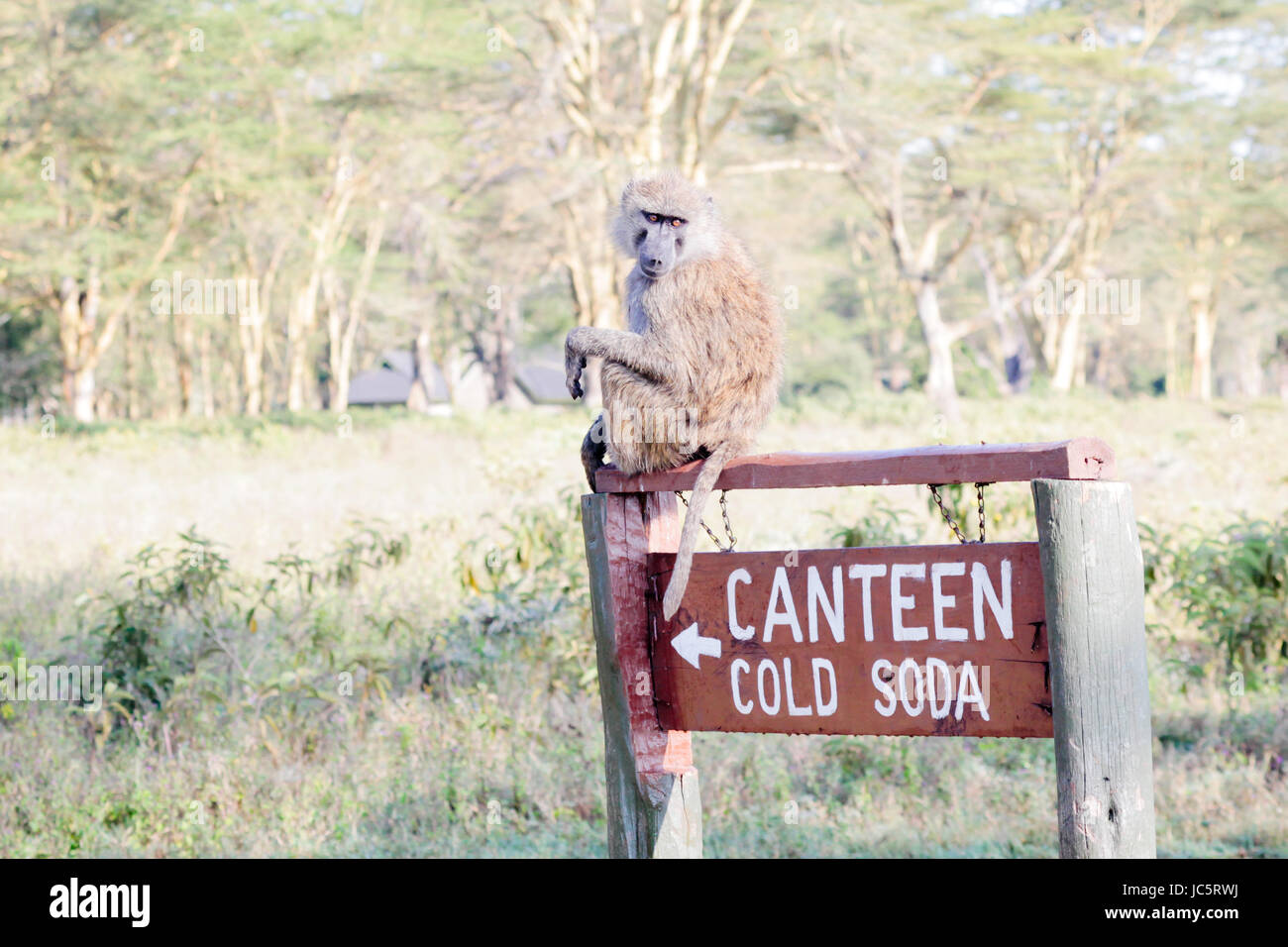Baboon sat on Sign Stock Photo - Alamy