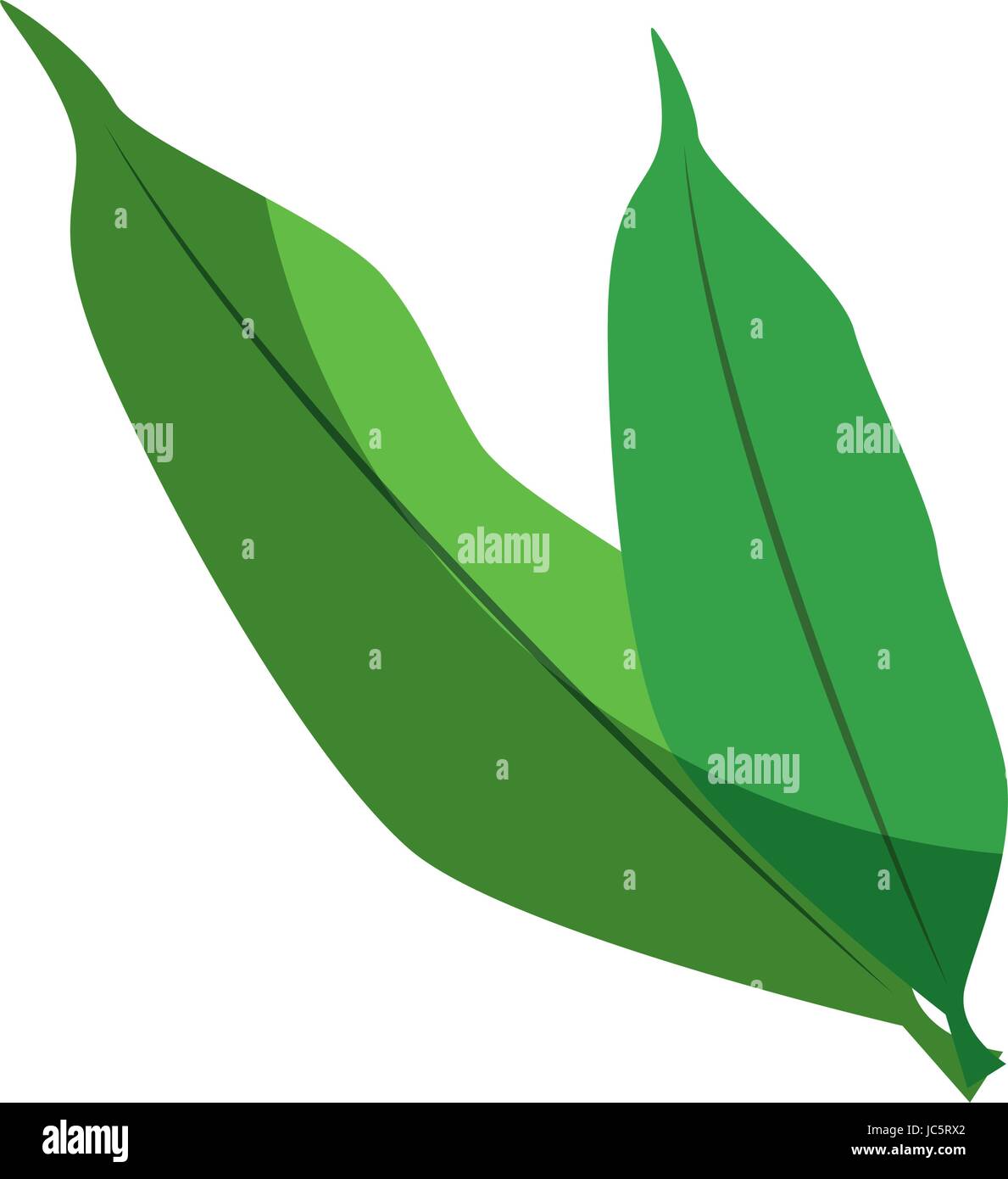 Fruit leaves isolated Stock Vector Image & Art - Alamy