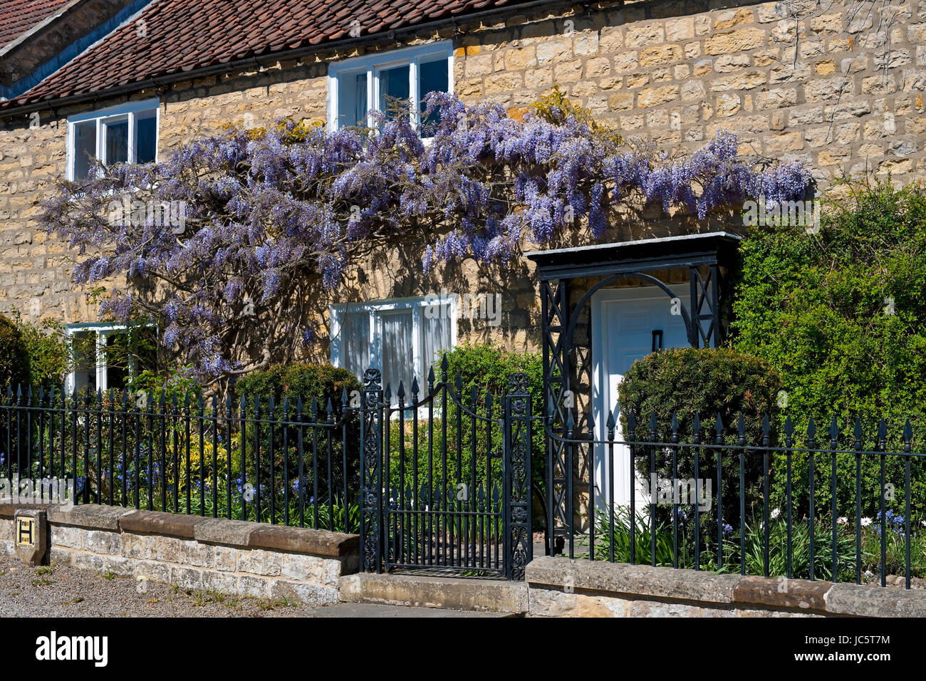 Purple Wisteria flowers flowering on the front of a cottage house wall ...