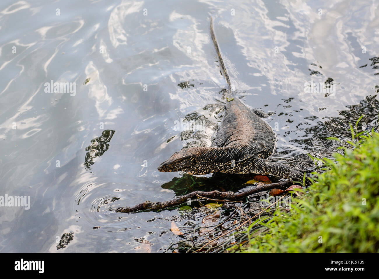 A lizard in the water 双语对照 Stock Photo - Alamy