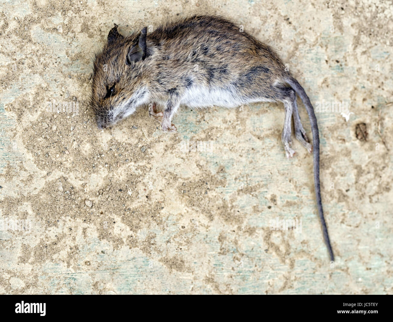 Brown mouse hi-res stock photography and images - Alamy