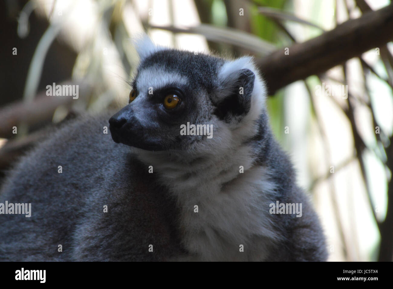 Ring Tailed Lemur Stock Photo - Alamy