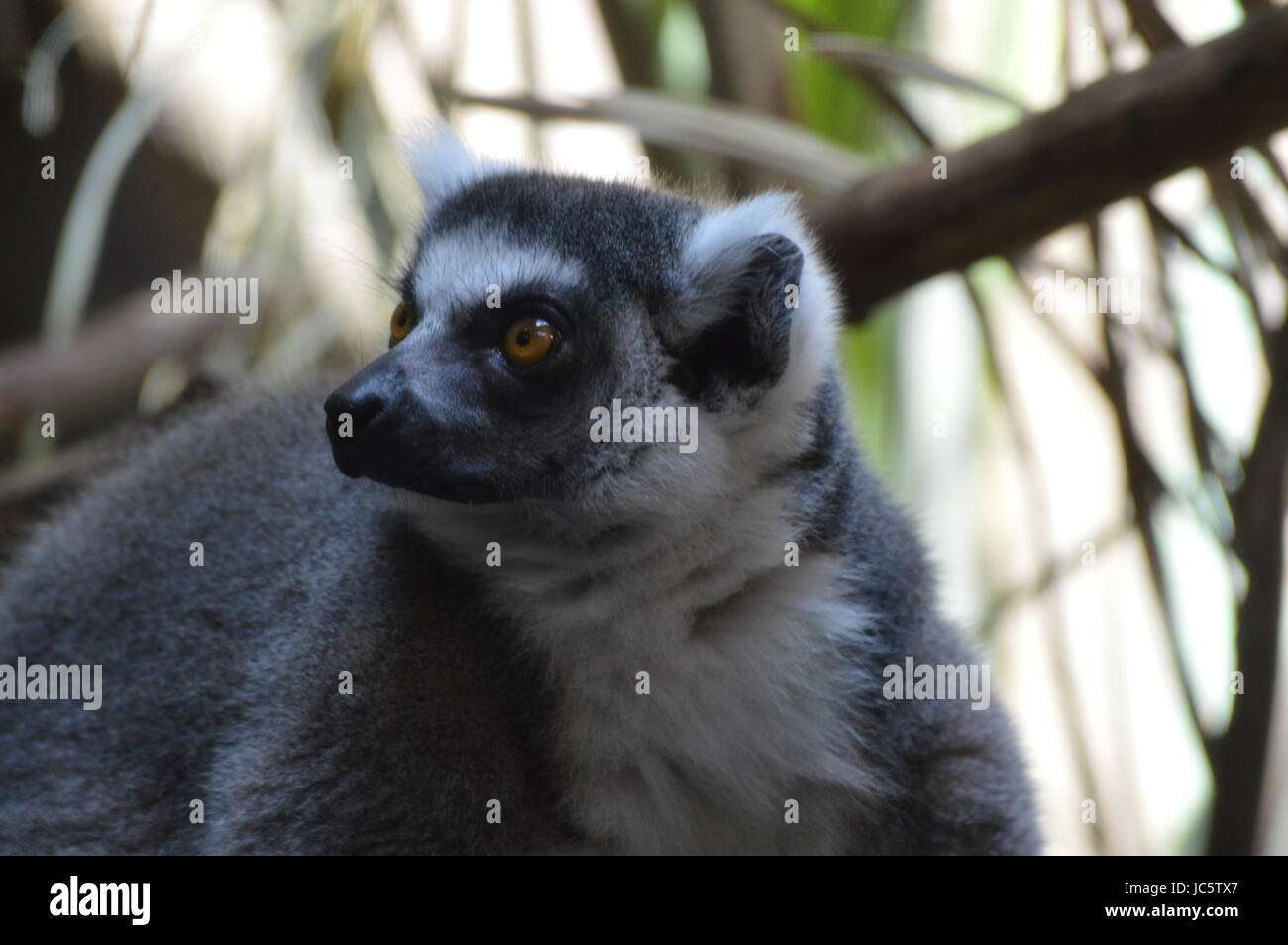 Ring Tailed Lemur Stock Photo - Alamy