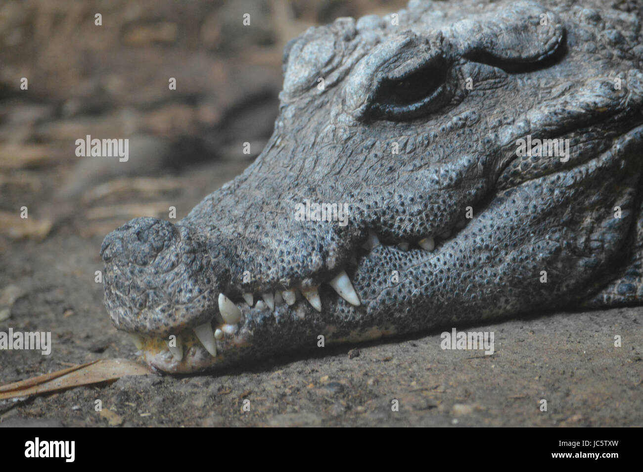 Crocodile face hi-res stock photography and images - Alamy