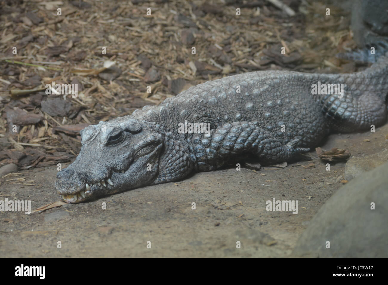 West african dwarf crocodile hi-res stock photography and images - Alamy
