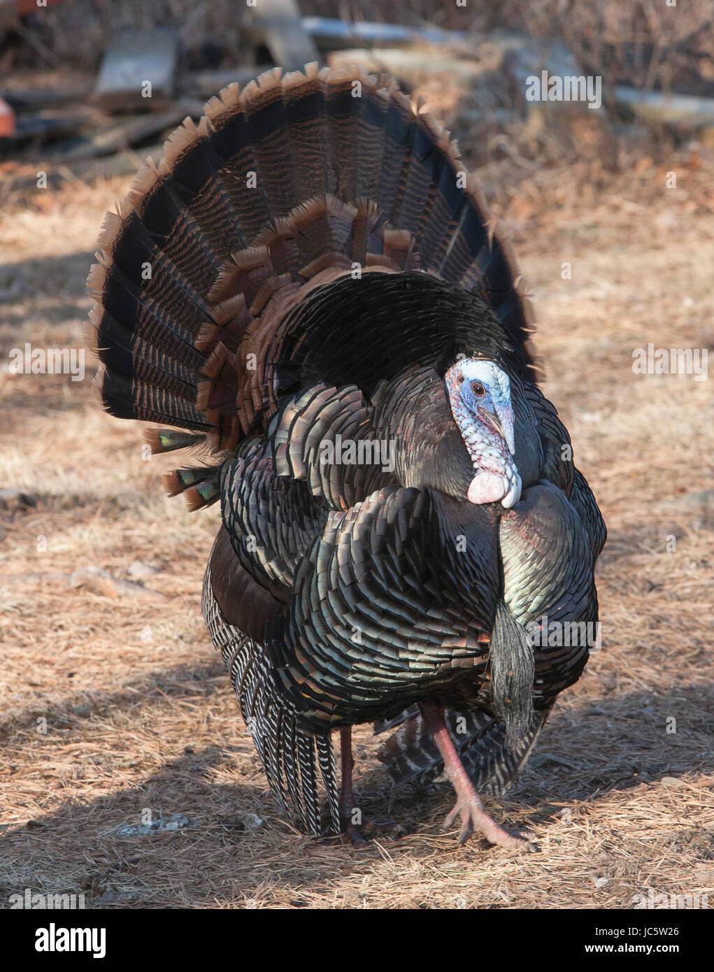 Wild Turkey Bird Stock Photo - Alamy