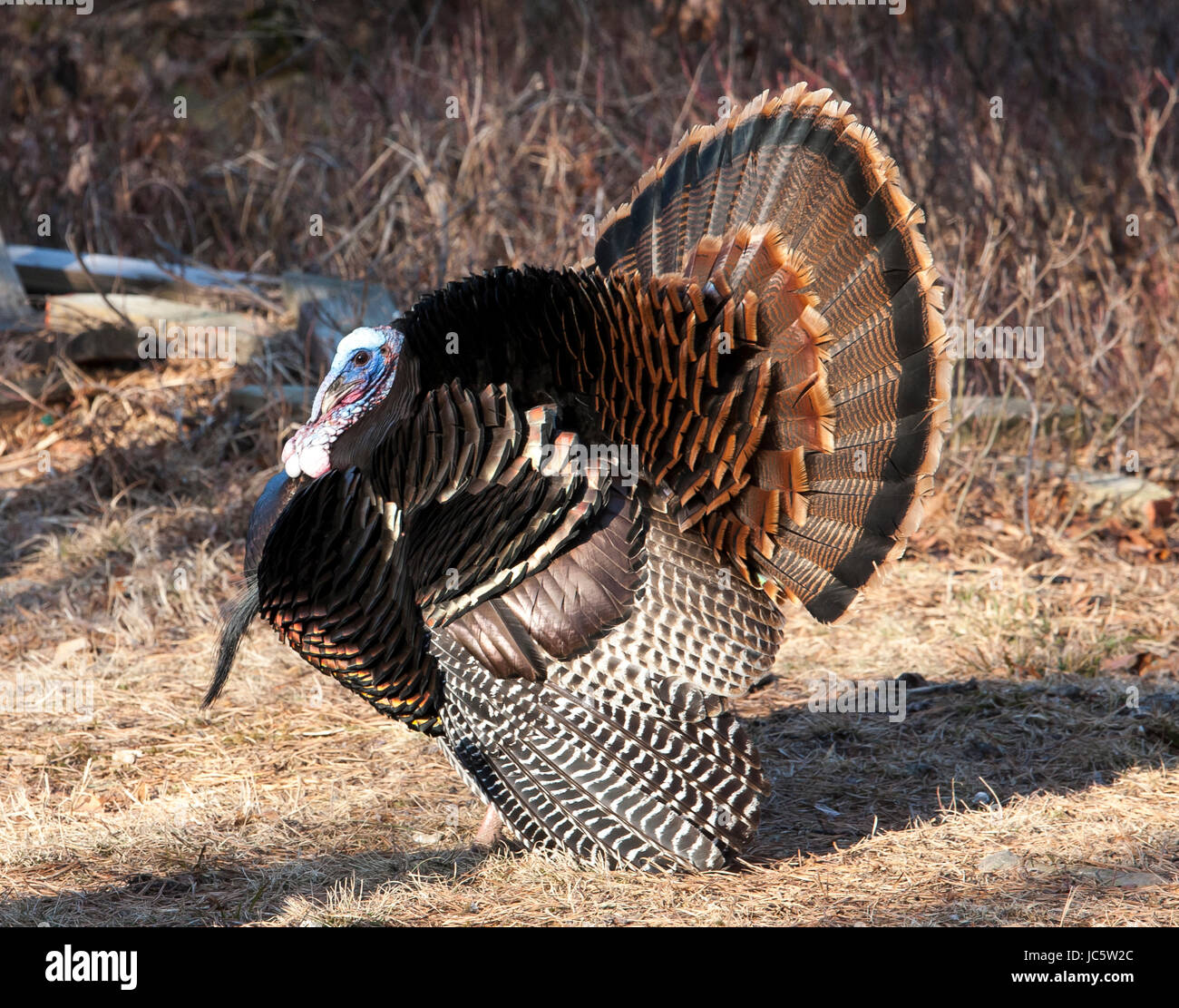 Wild Turkey Bird Stock Photo - Alamy