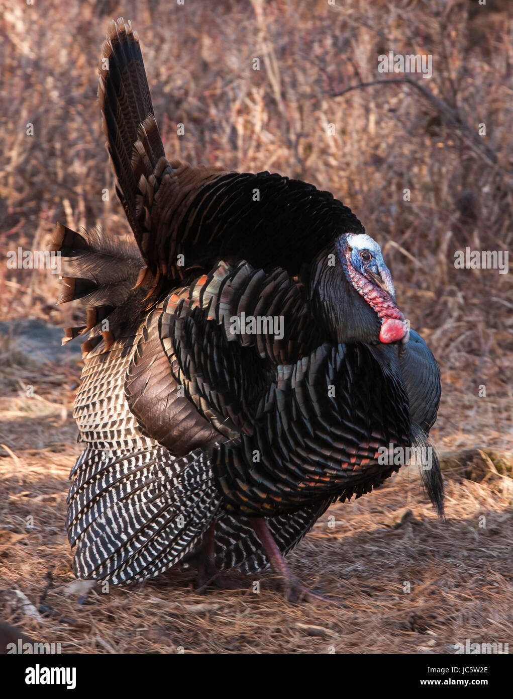 Bronze Turkey Bird Stock Photos & Bronze Turkey Bird Stock Images - Alamy