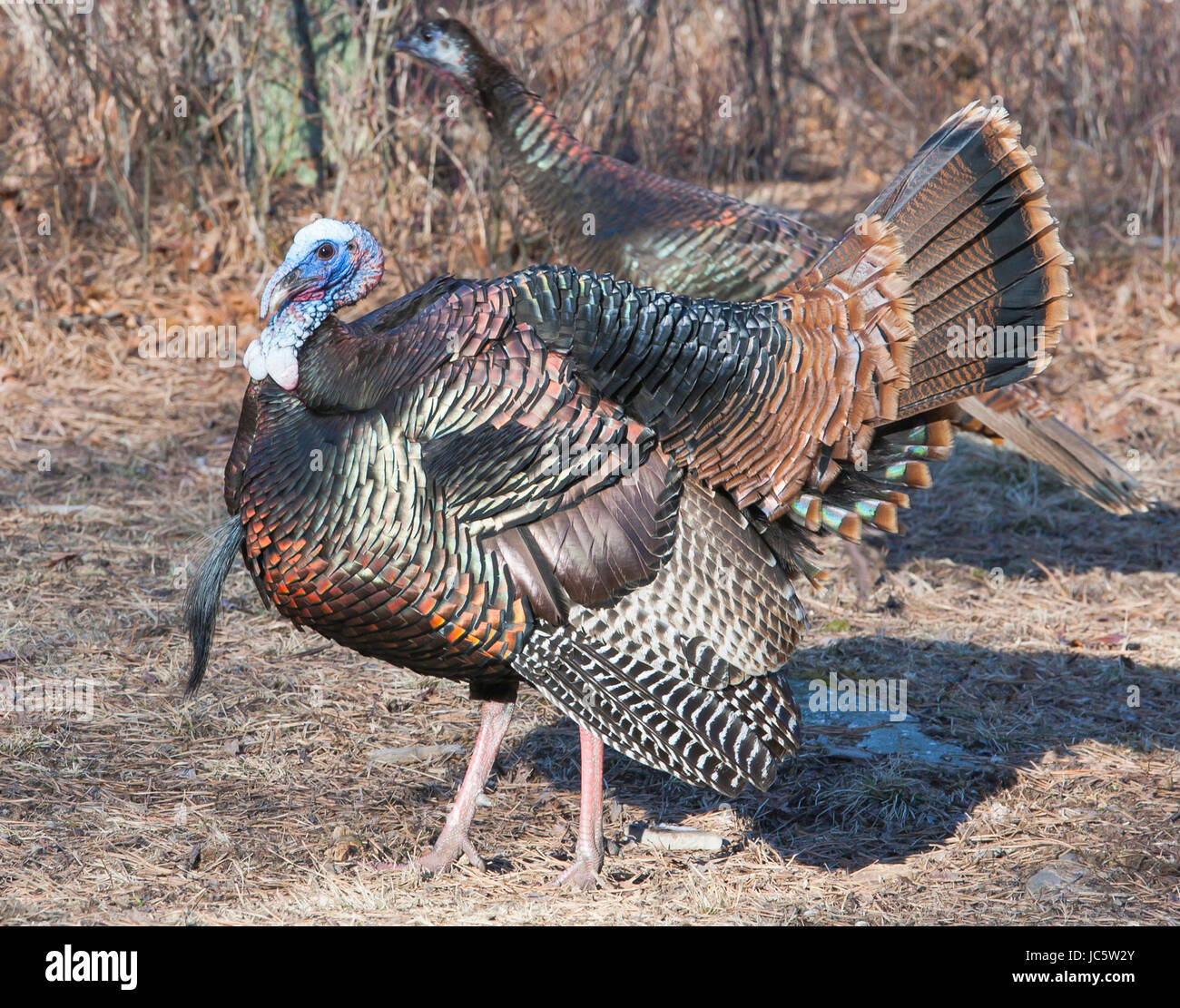 Bronze turkey bird hi-res stock photography and images - Alamy