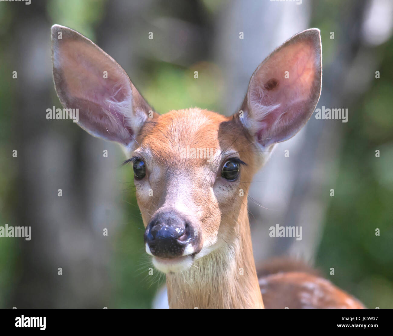 Newborn whitetail deer fawn hi-res stock photography and images - Alamy