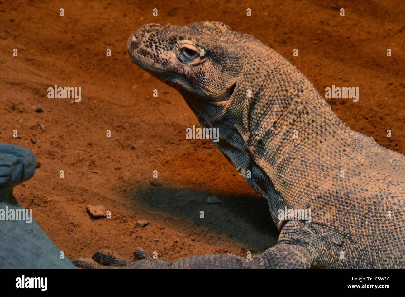 Watching komodo dragon hi-res stock photography and images - Alamy