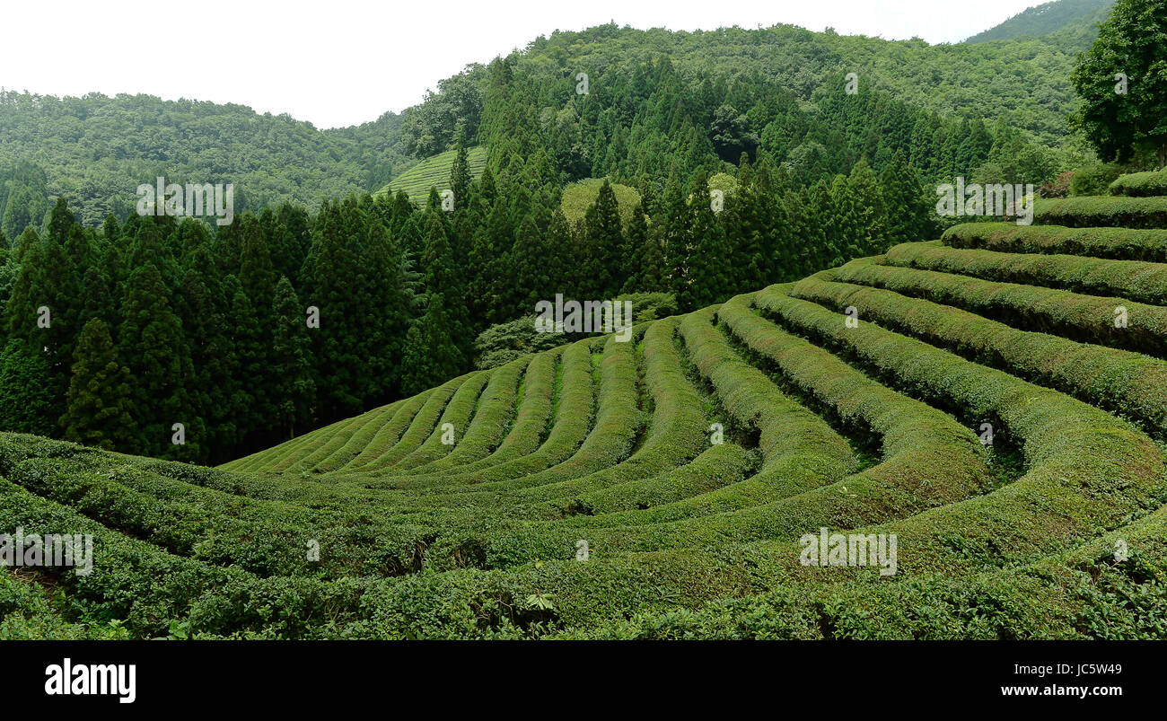 Green tea field Stock Photo - Alamy