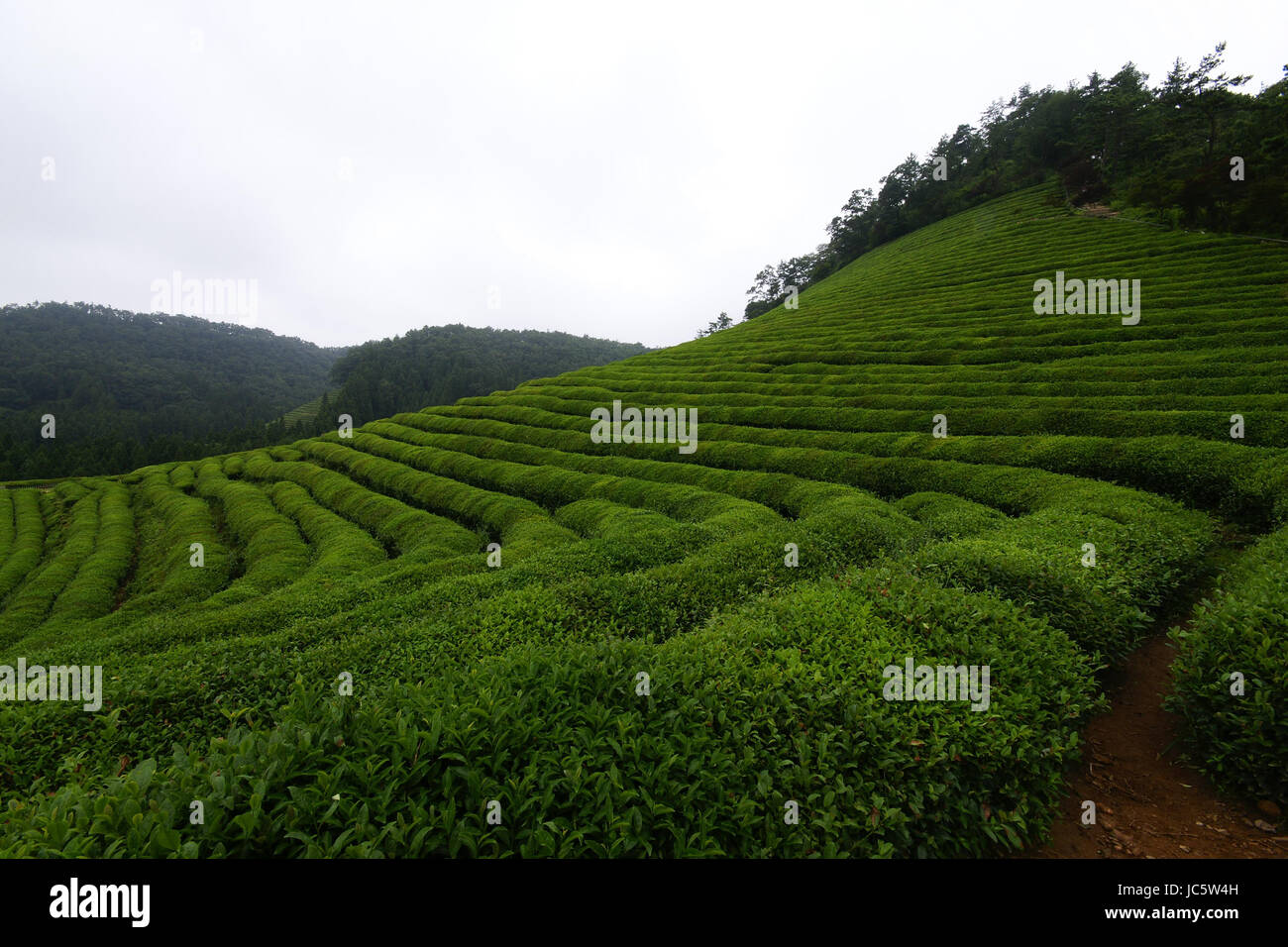 Green tea field Stock Photo - Alamy