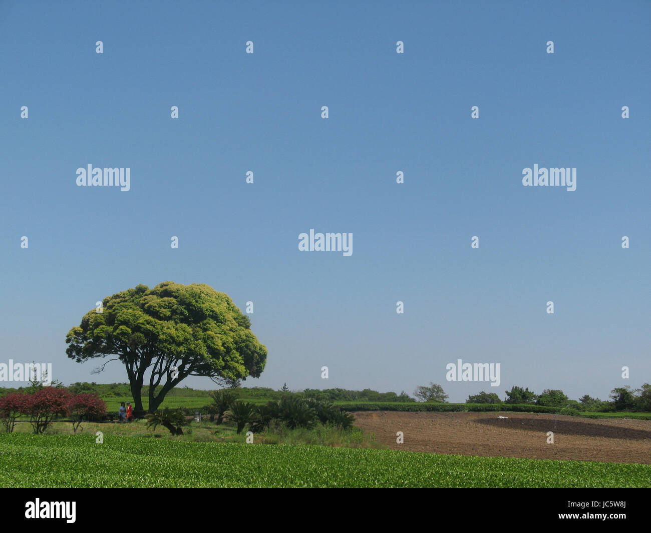 Tree and blue sky Stock Photo - Alamy