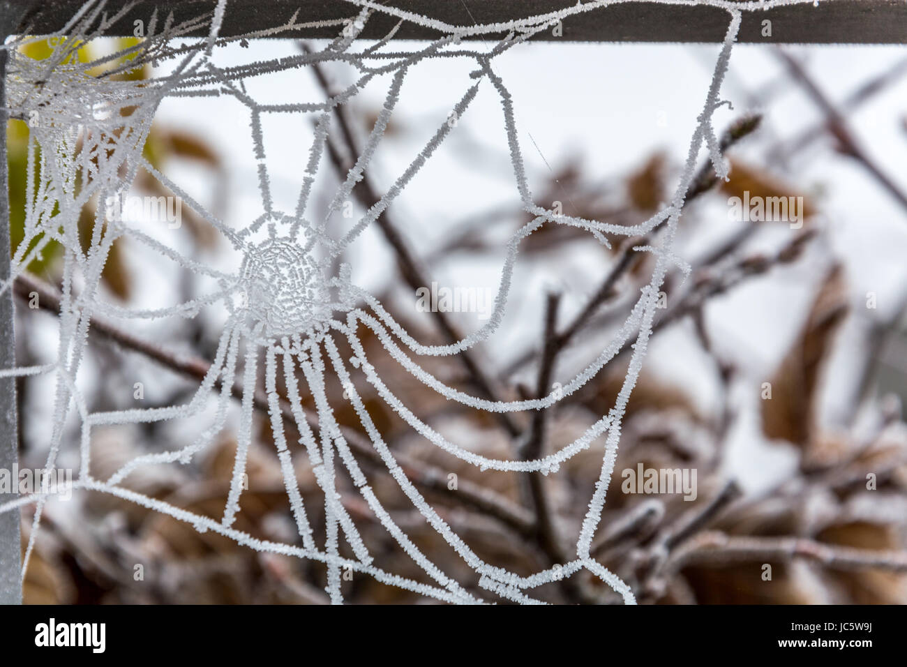 Frozen spider web hi-res stock photography and images - Alamy