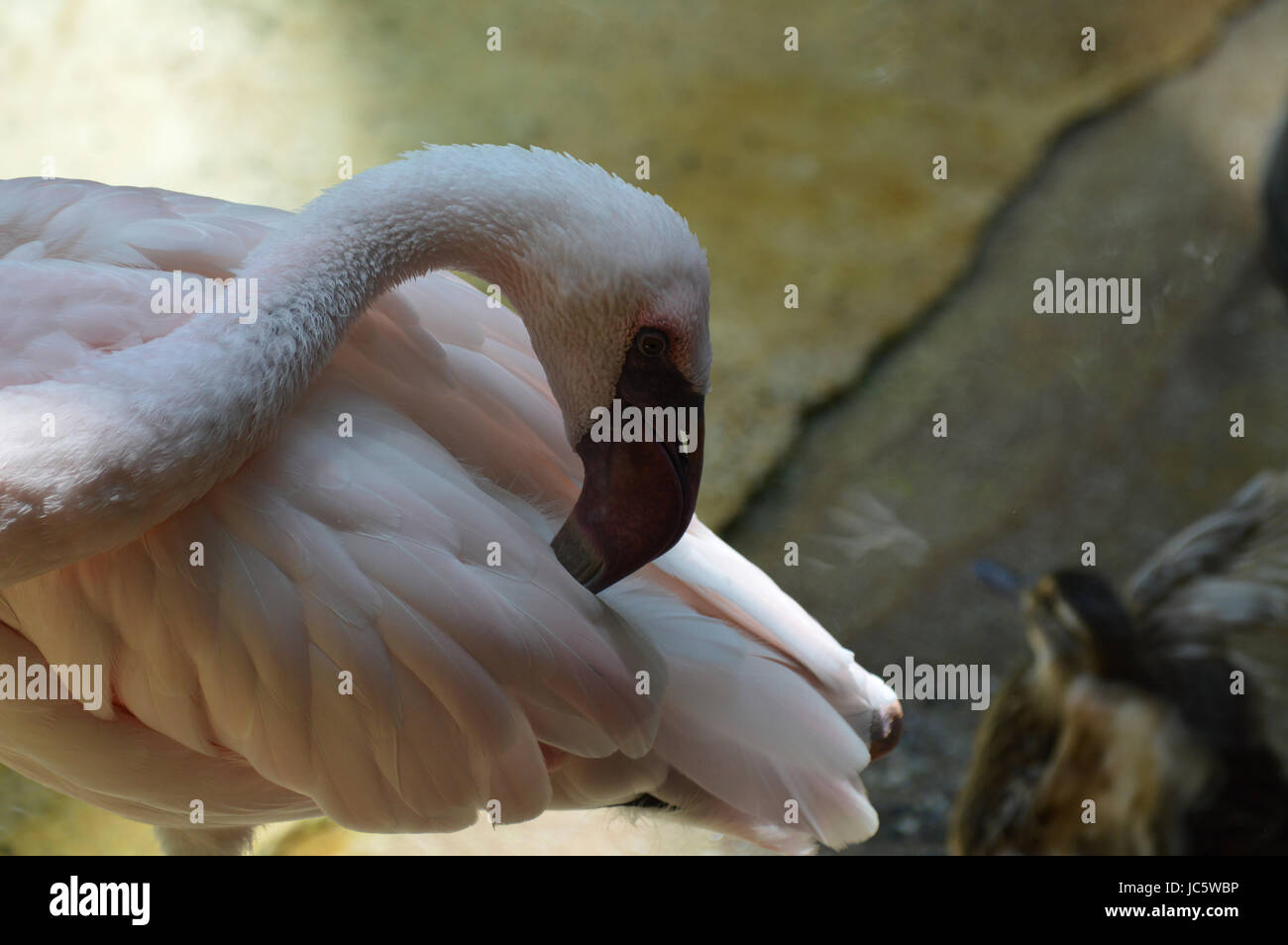Flamingo eye hi-res stock photography and images - Alamy