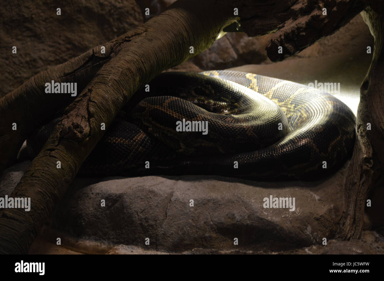 Large yellow snake python hi-res stock photography and images - Alamy