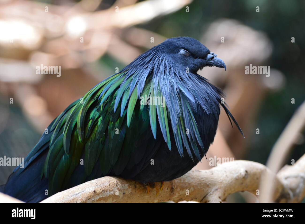 Pigeon with green neck hi-res stock photography and images - Alamy