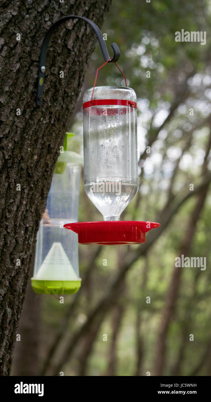 Selective focus on generic red bird feeder, with wasp trap in the ...