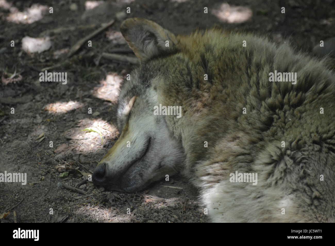 White wolf sleeping hi-res stock photography and images - Alamy
