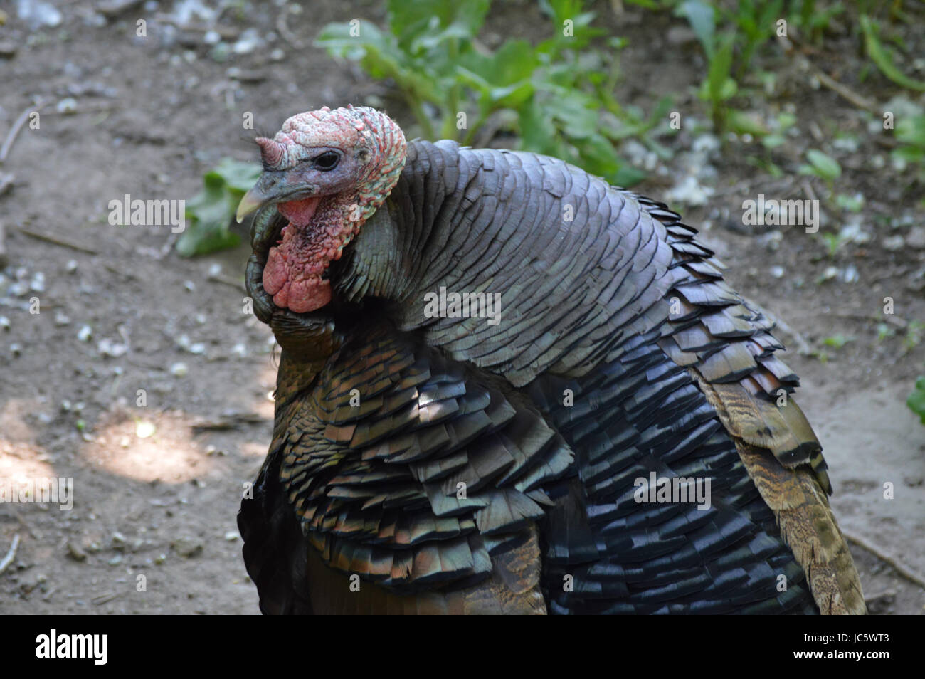 Turkey fan tail hi-res stock photography and images - Alamy
