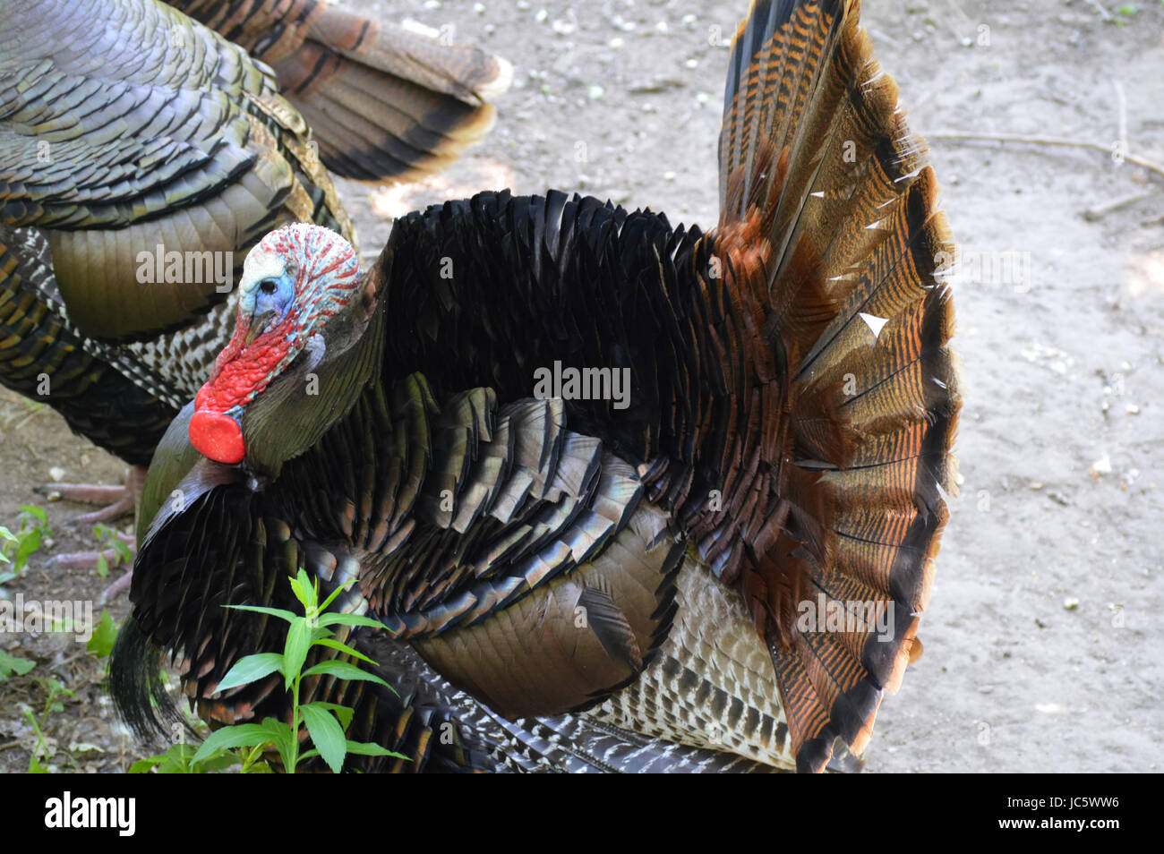 Male turkey fan hi-res stock photography and images - Alamy