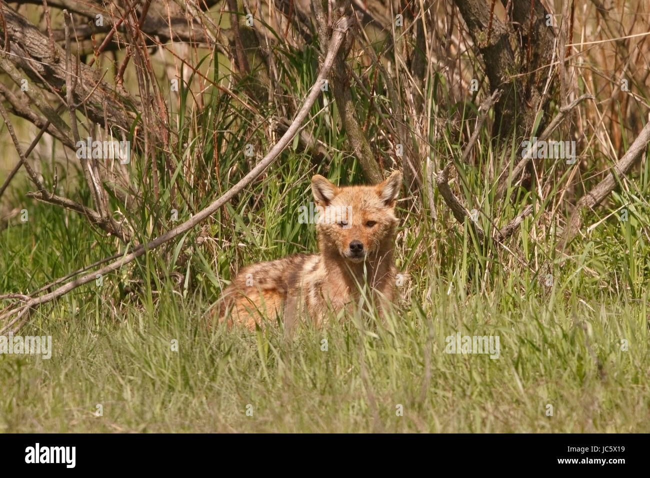 golden jackal (Canis aureus) adult lying in tall grass, Danube delta, Romana Stock Photo - Alamy