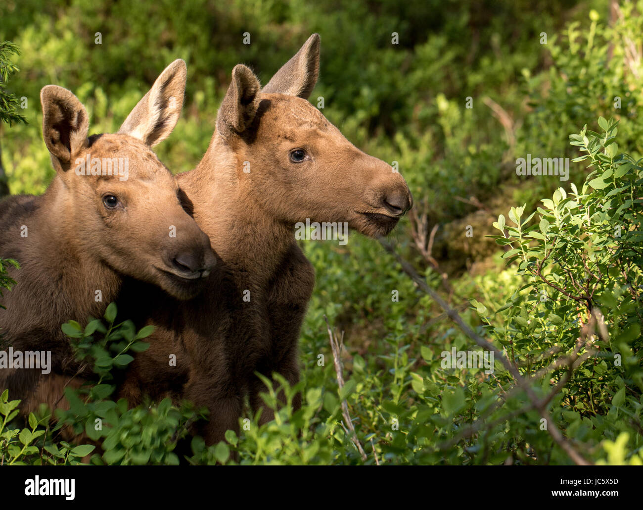 Twin elk hi-res stock photography and images - Alamy