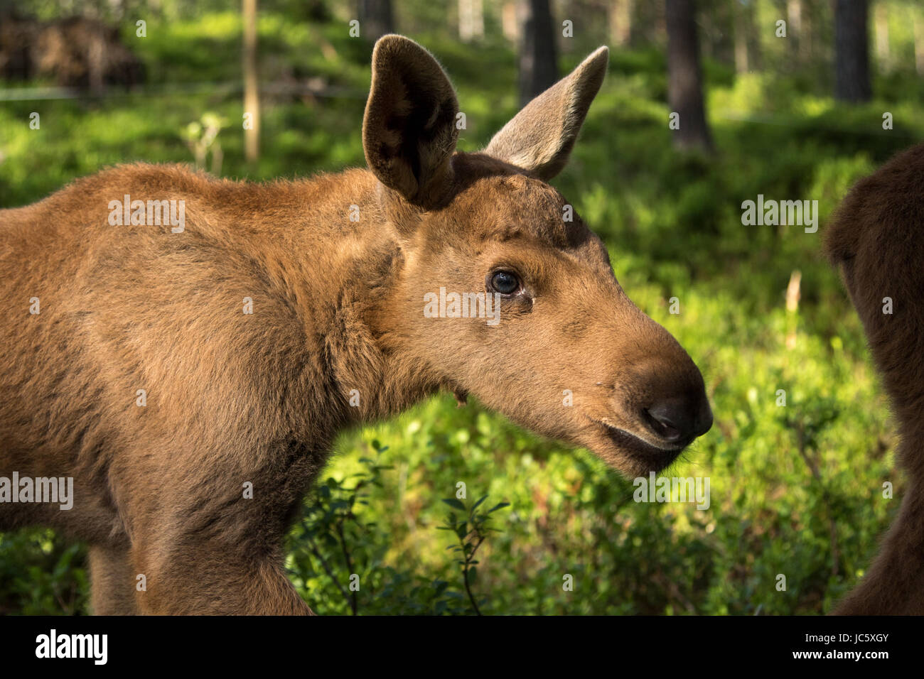 Mammals - young moose Alces Stock Photo - Alamy
