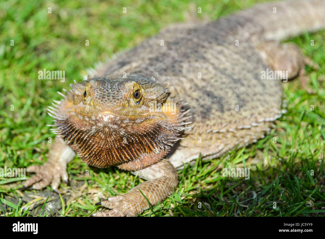 A bearded dragon basking in the sun Stock Photo - Alamy