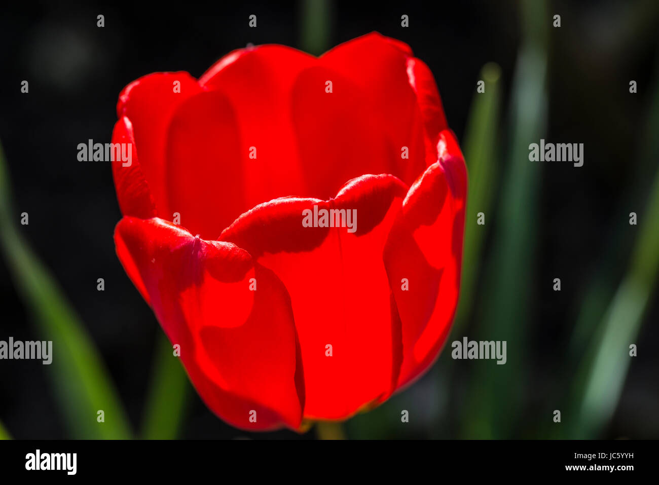 A red tulip Stock Photo - Alamy
