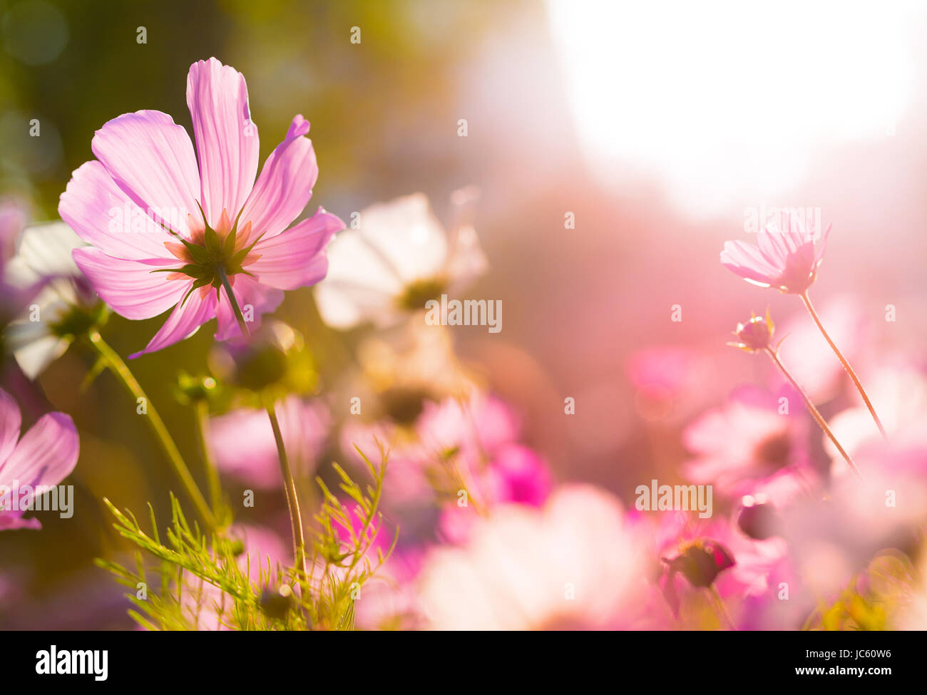 Purple daisy under sunlight hi-res stock photography and images - Alamy