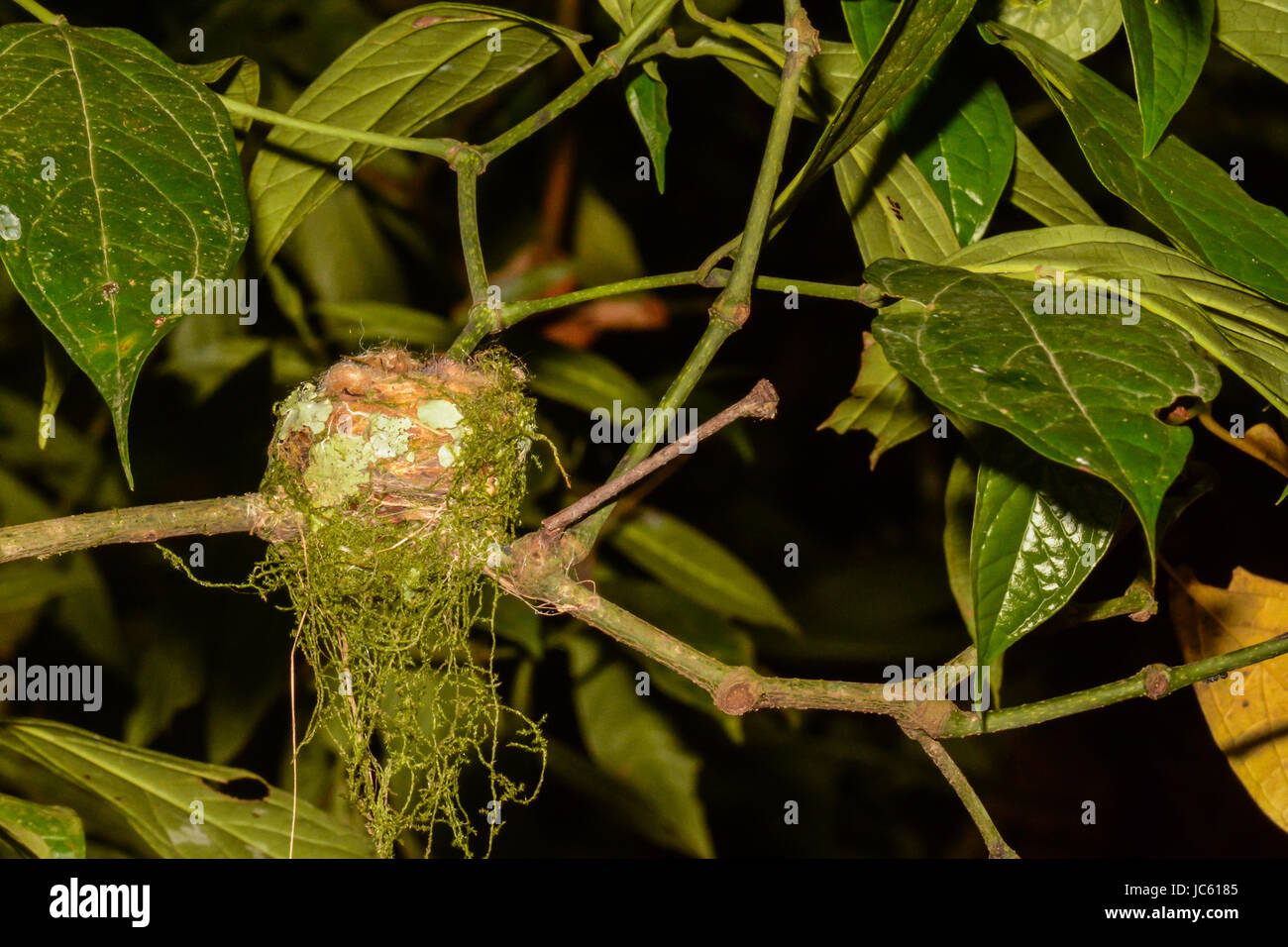 Rufous-tailed Hummingbird Nest Stock Photo - Alamy