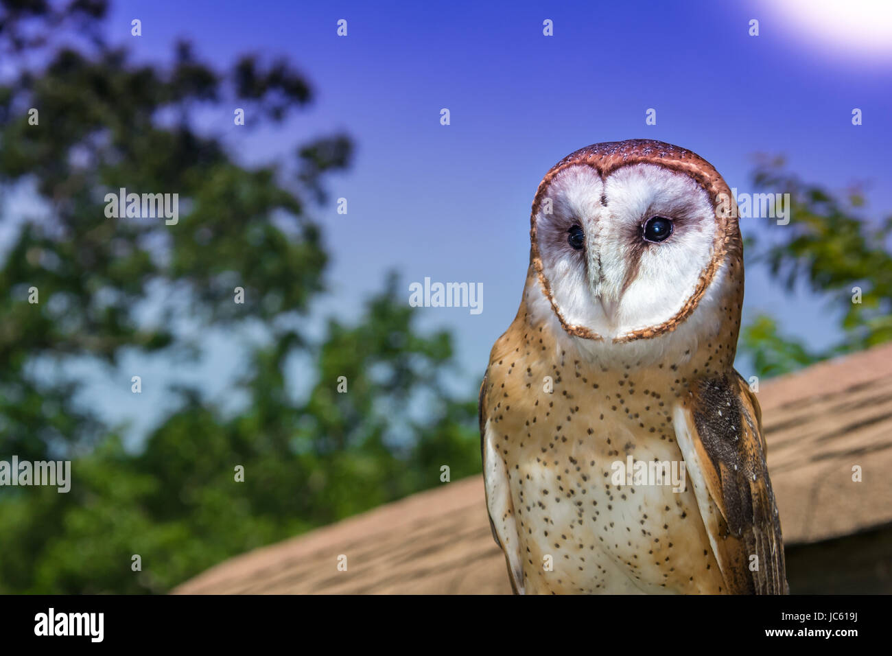 Owl research hi-res stock photography and images - Alamy