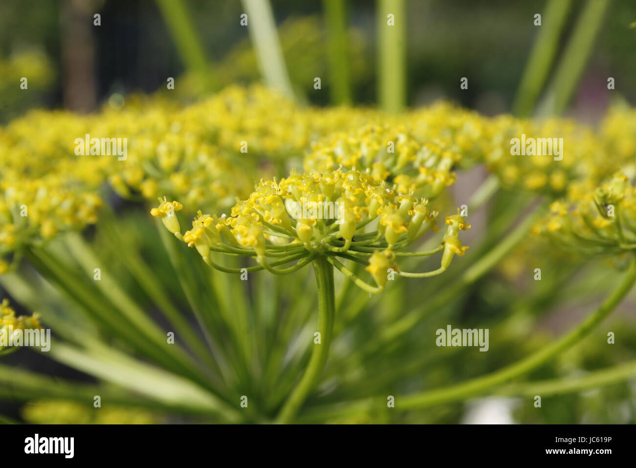 Parsnip flowers hi-res stock photography and images - Alamy