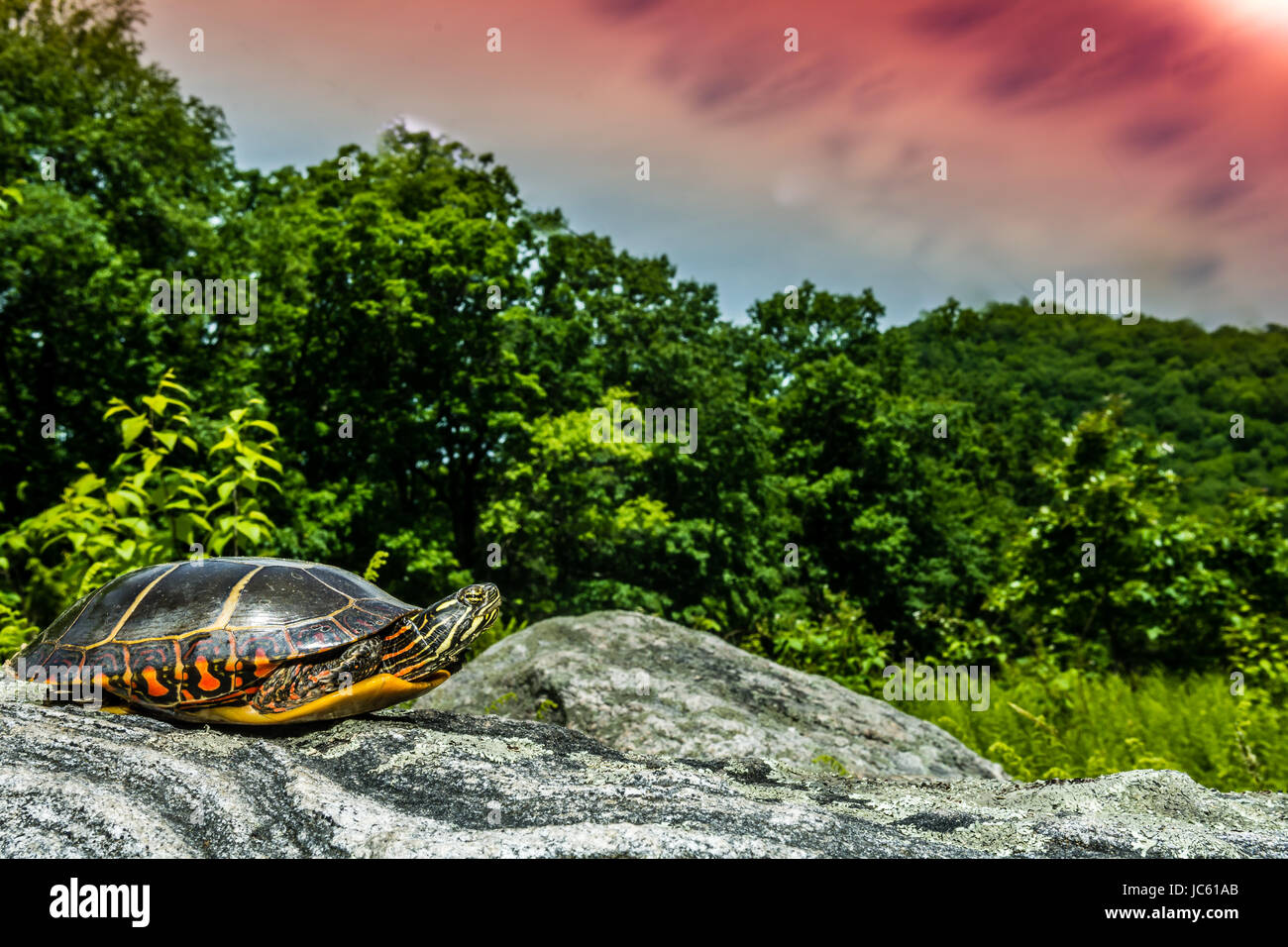 Eastern painted turtle hi-res stock photography and images - Alamy