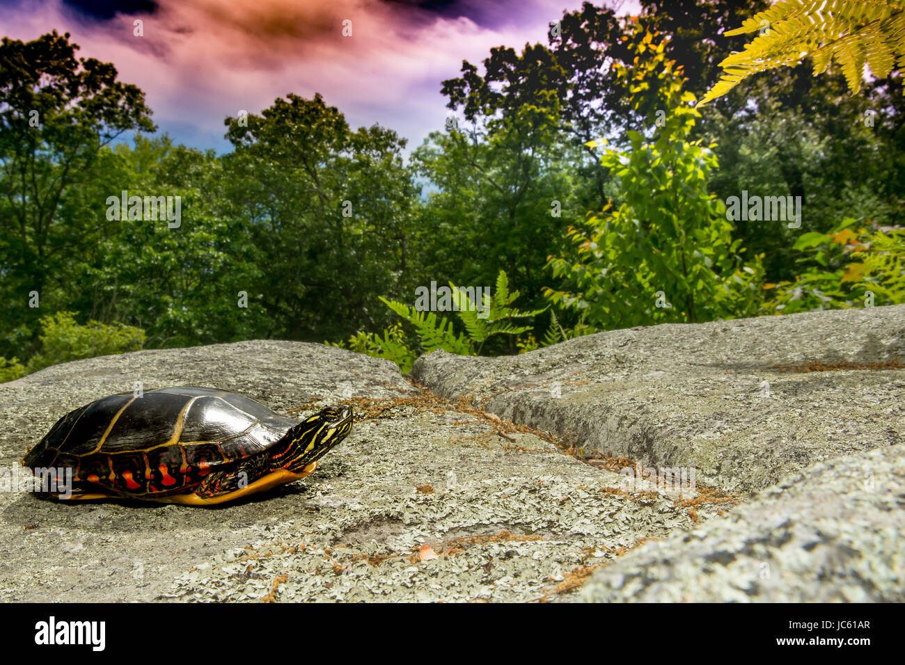 Eastern Painted Turtle Stock Photo - Alamy