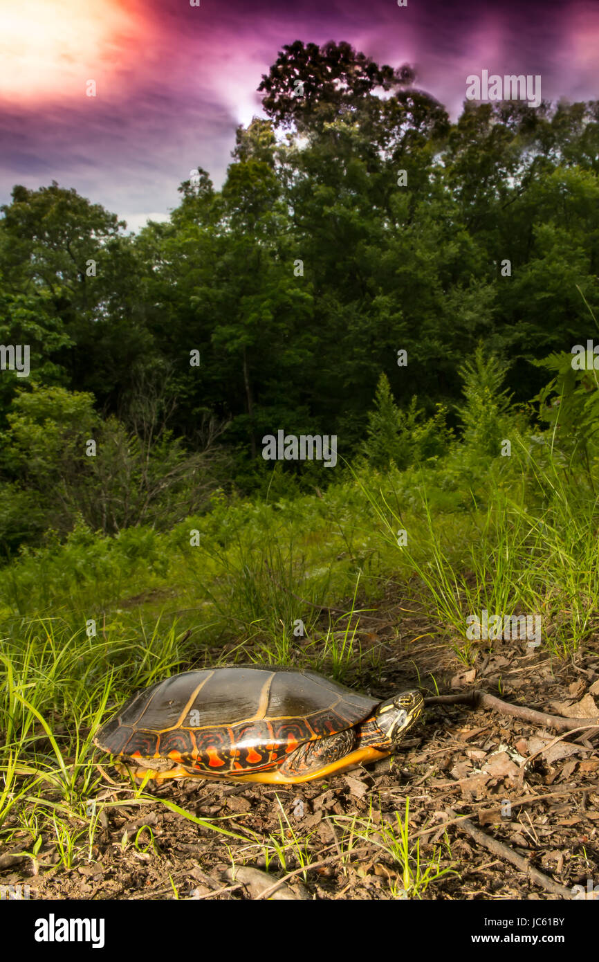 Eastern painted turtle hi-res stock photography and images - Alamy