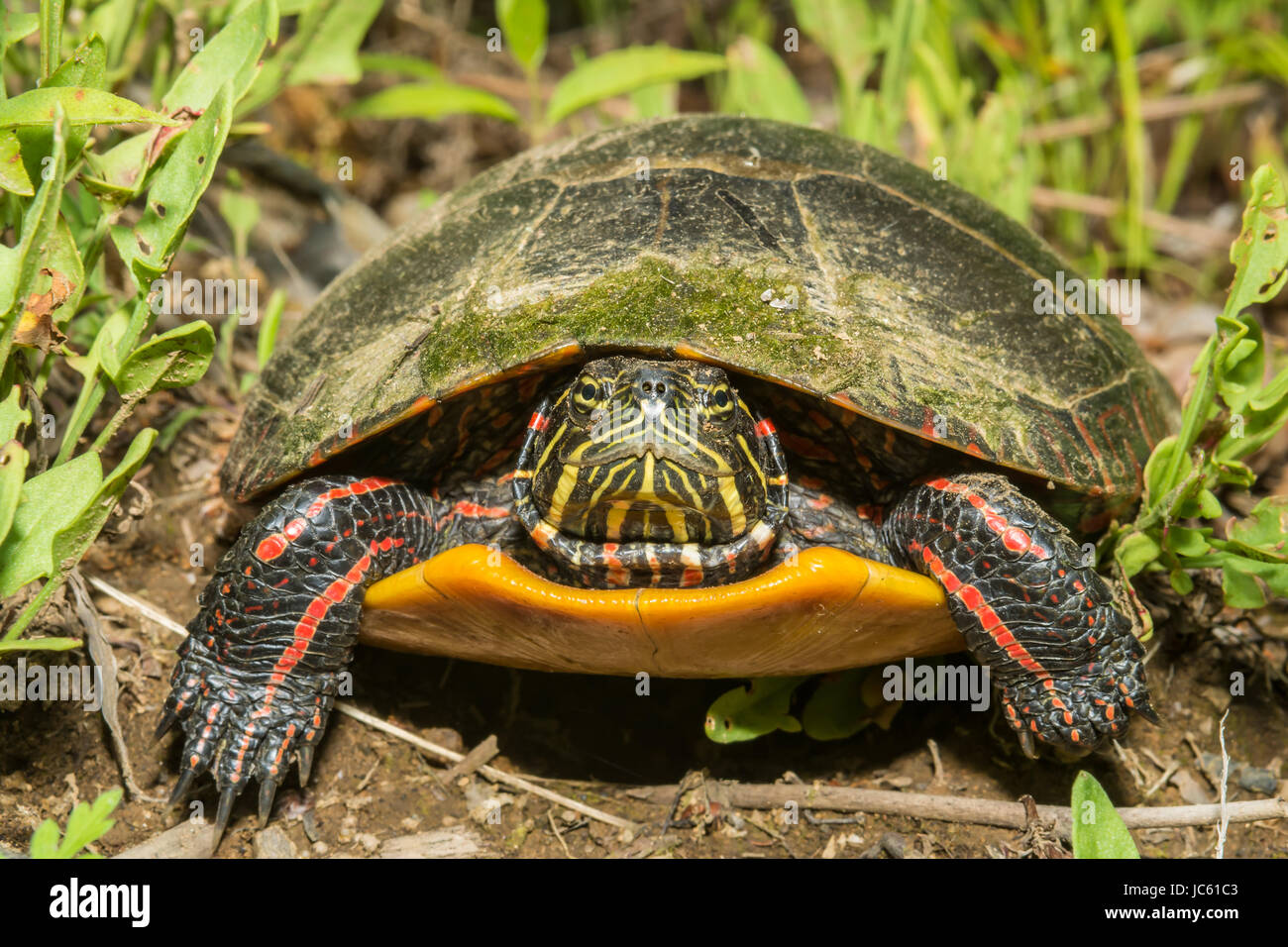 Eastern painted turtle hi-res stock photography and images - Alamy